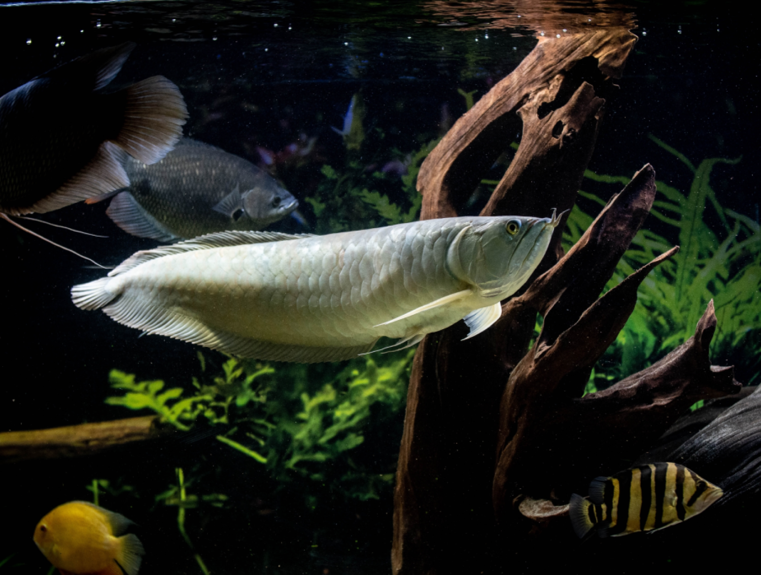 Lotte World Aquarium Hanoi (En)