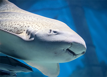 Lotte World Aquarium Hanoi (En)