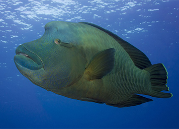 Lotte World Aquarium Hanoi (En)